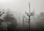 Diffused Attention – Photography and Thoughts by Kaneesha Brownlee