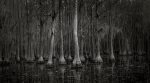 Diffused Attention – Photography and Thoughts by Kaneesha Brownlee